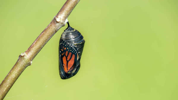 Download An amazing look at the metamorphosis of a butterfly. Wallpaper ...