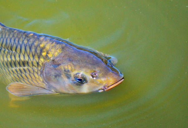 Download Carp Fish Feeding In Lake Wallpaper | Wallpapers.com