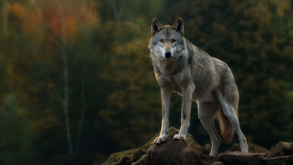 Download Magnificent Gray Wolf in the Wilderness Wallpaper | Wallpapers.com