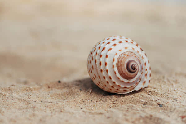 Download Beautiful Seashell Background | Wallpapers.com