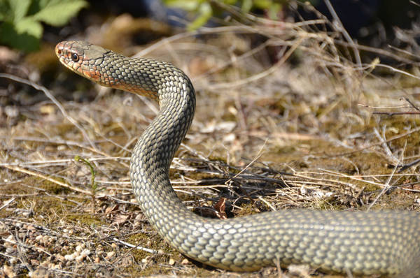 Download Alameda Whipsnake Nature Photography Wallpaper | Wallpapers.com