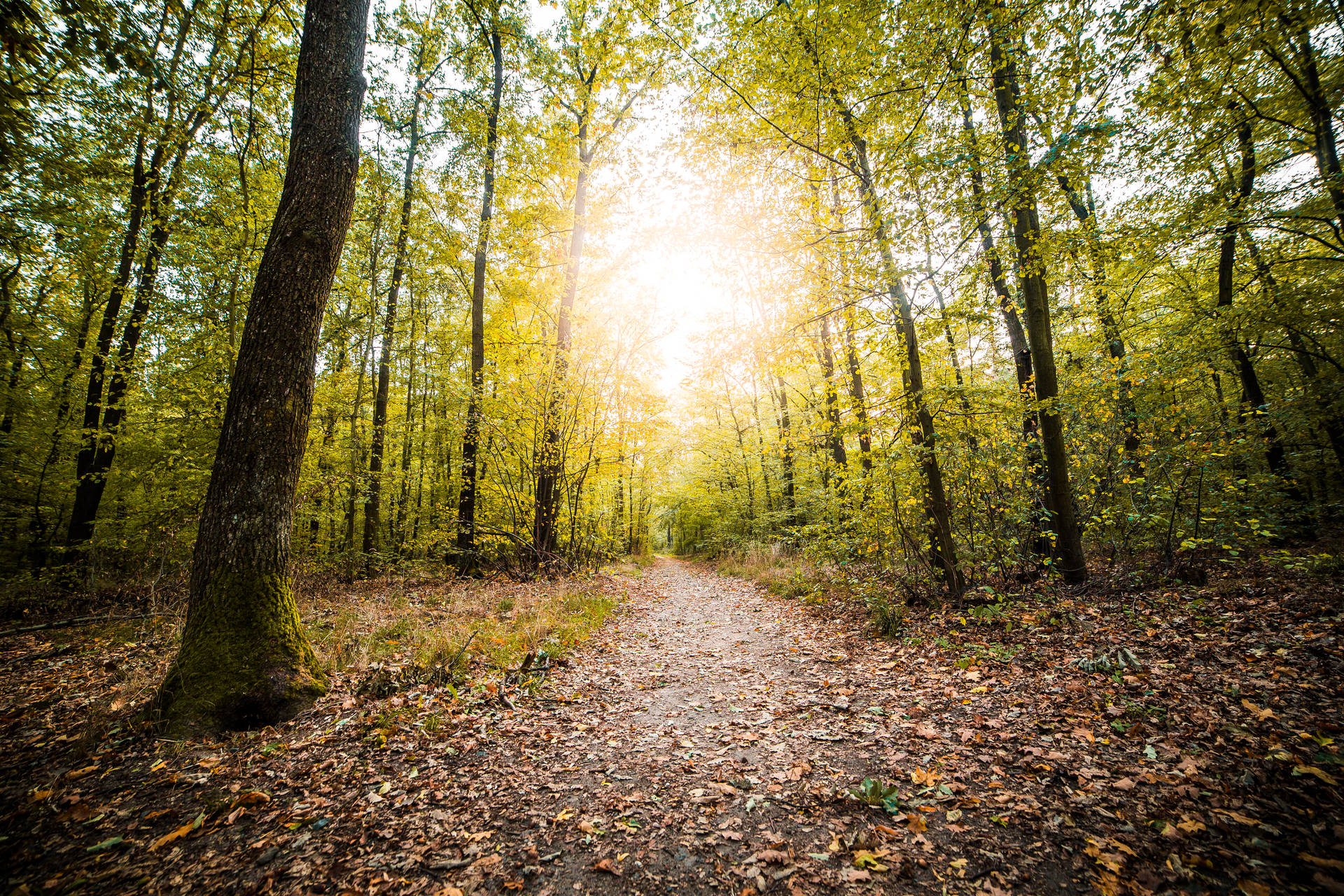 Free Nordic Forest Wallpaper Downloads, [100+] Nordic Forest Wallpapers ...