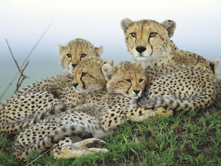 [200+] African Animals Pictures | Wallpapers.com