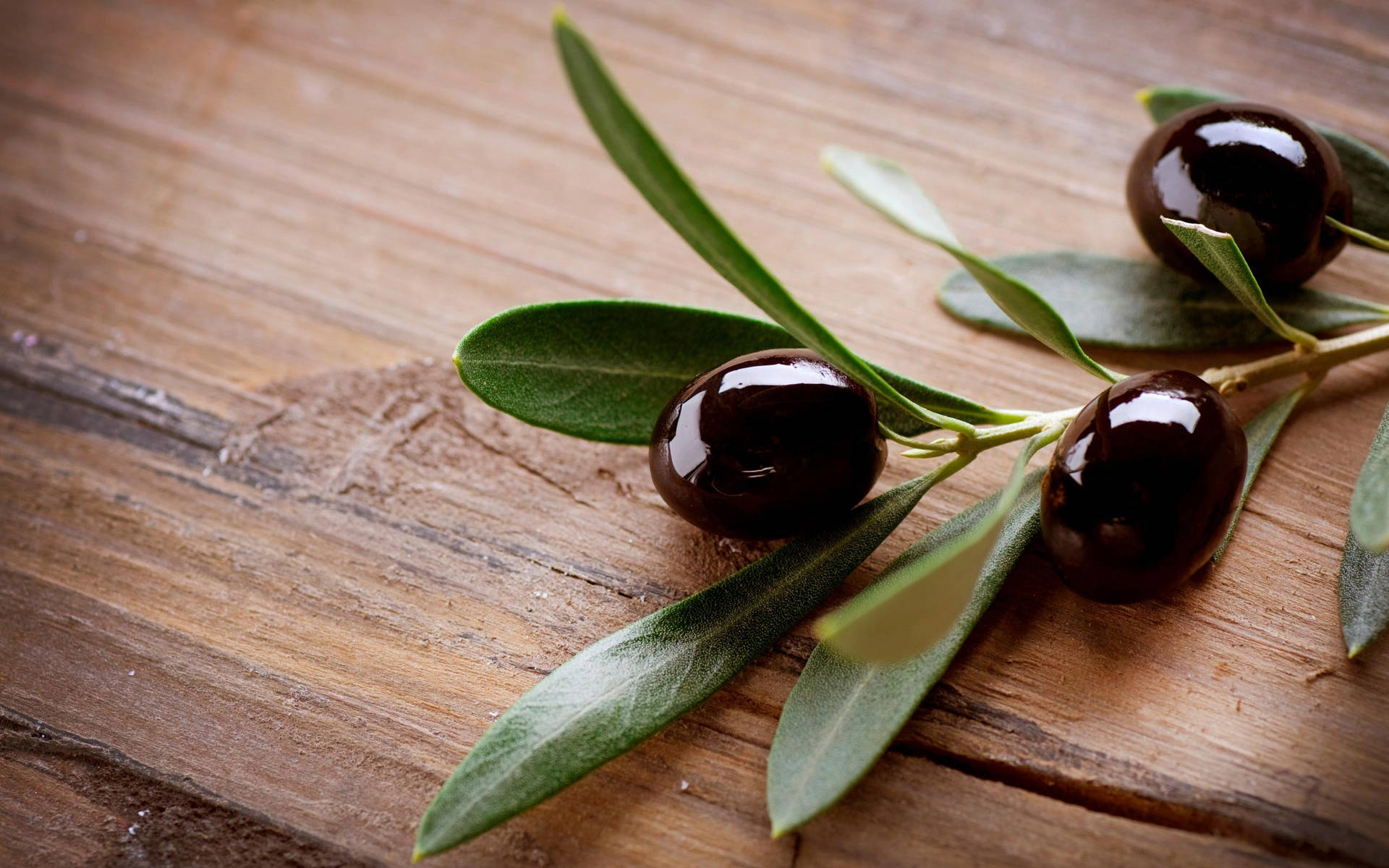Free Olive Wallpaper Downloads, [43+] Olive Wallpapers for FREE ...