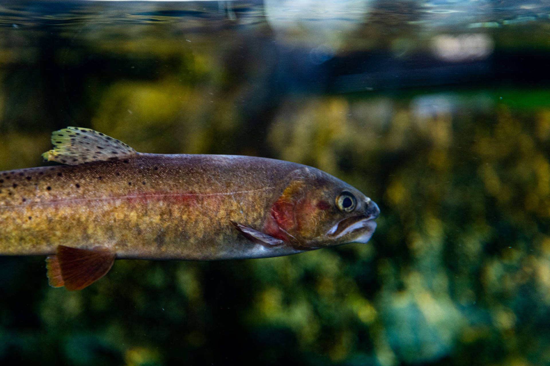 [100+] Cod Pictures | Wallpapers.com