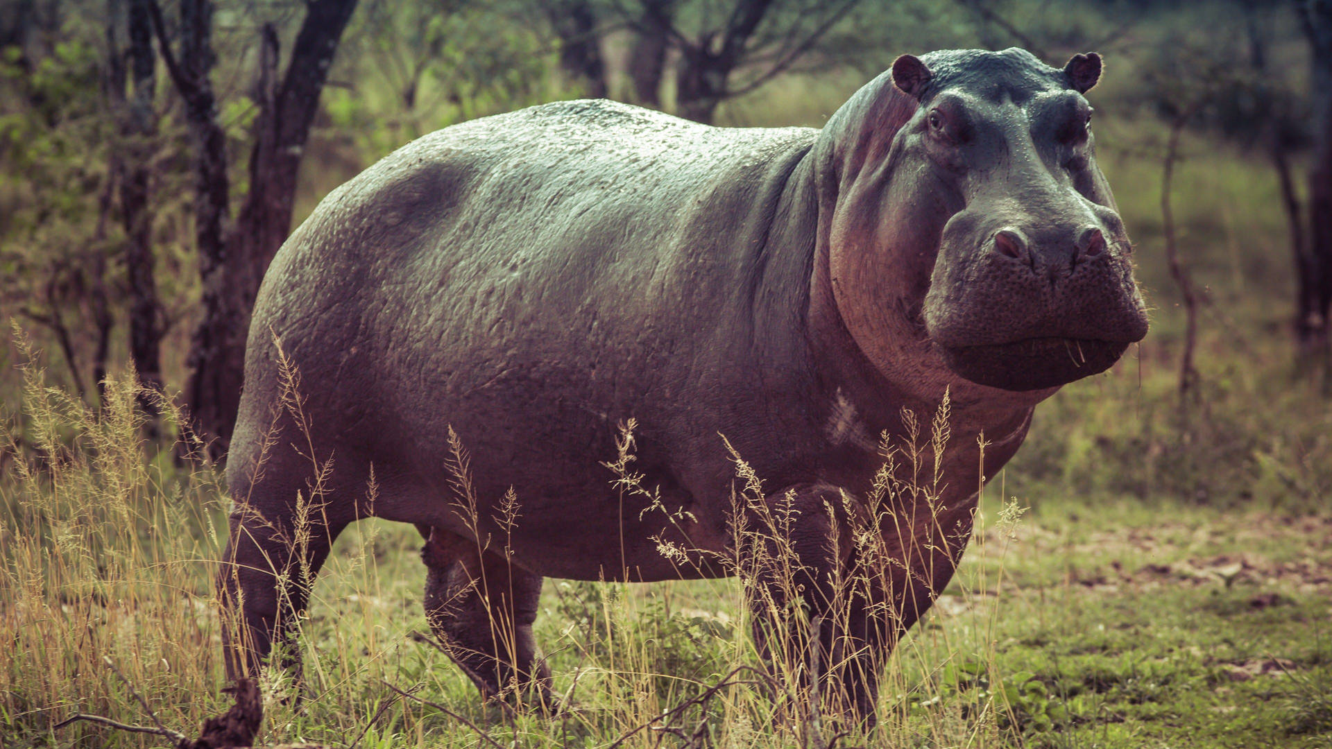 [100+] Hippopotamus Wallpapers for FREE | Wallpapers.com