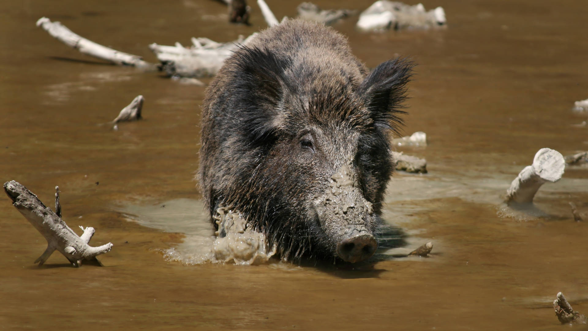 41 Wild Boar Wallpapers & Backgrounds For FREE | Wallpapers.com
