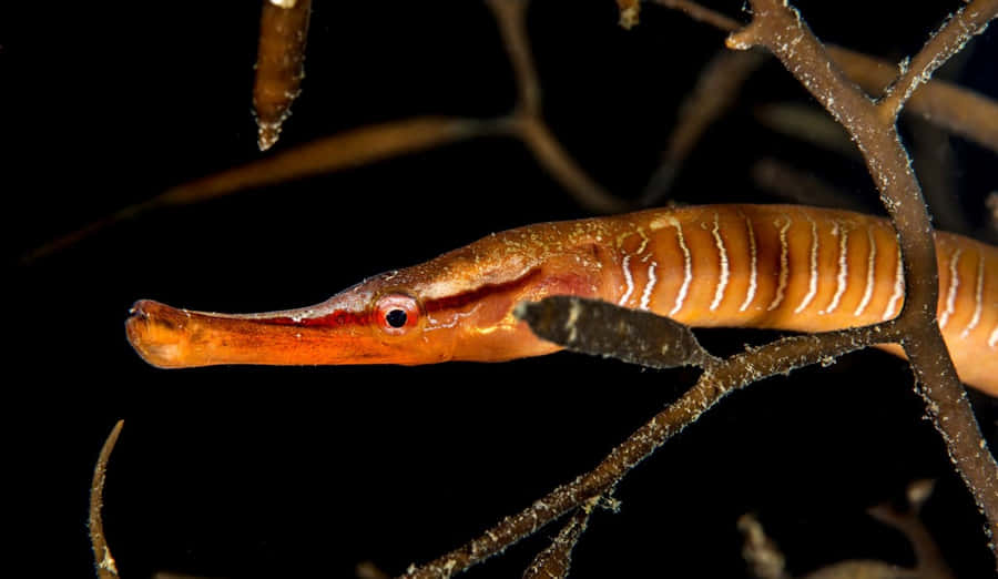[100+] Pipefish Wallpapers | Wallpapers.com