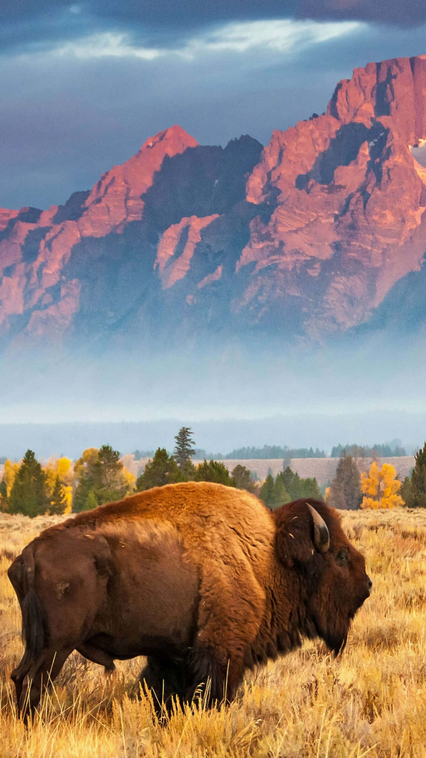 Download Animals At Grand Teton National Park Wallpaper | Wallpapers.com