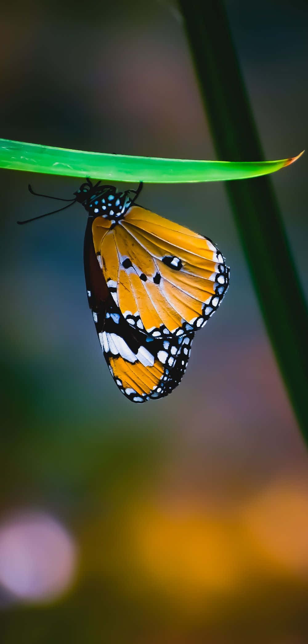Download “A butterfly in flight with beautiful wings” Wallpaper ...
