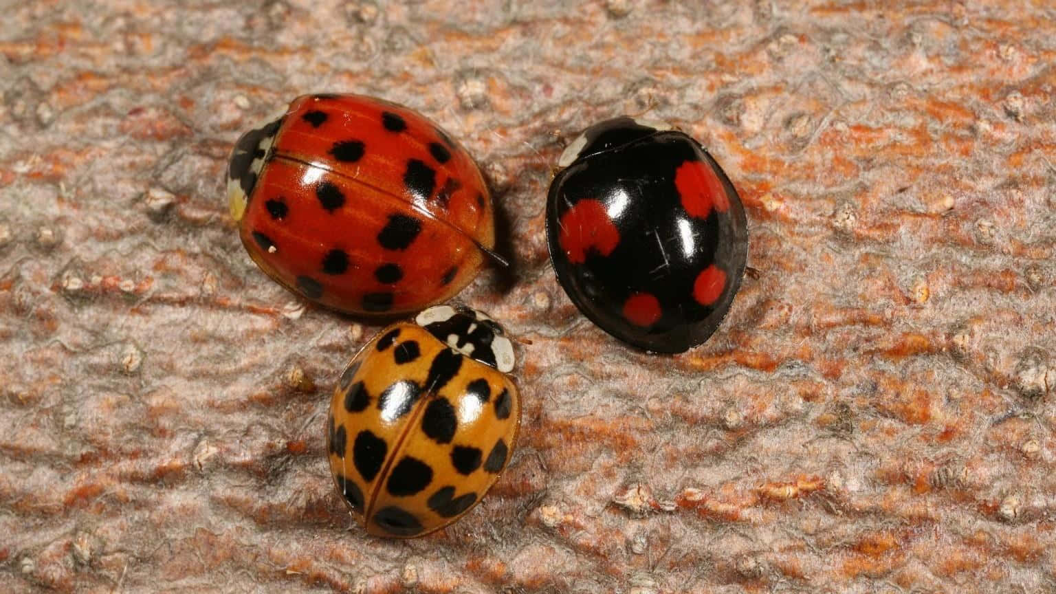 Download Ladybug Pictures | Wallpapers.com