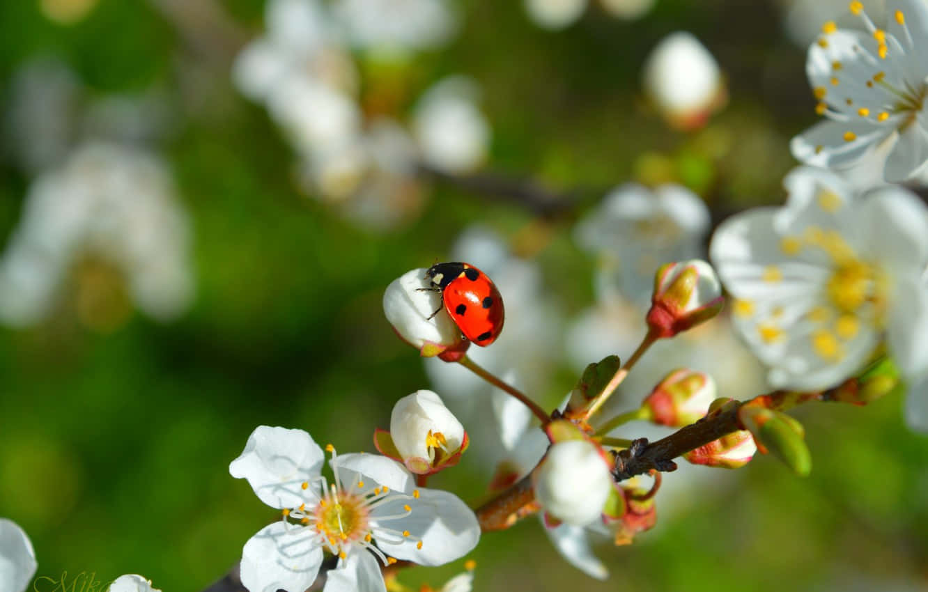 Download Spring Ladybugs on a Leaf Wallpaper | Wallpapers.com