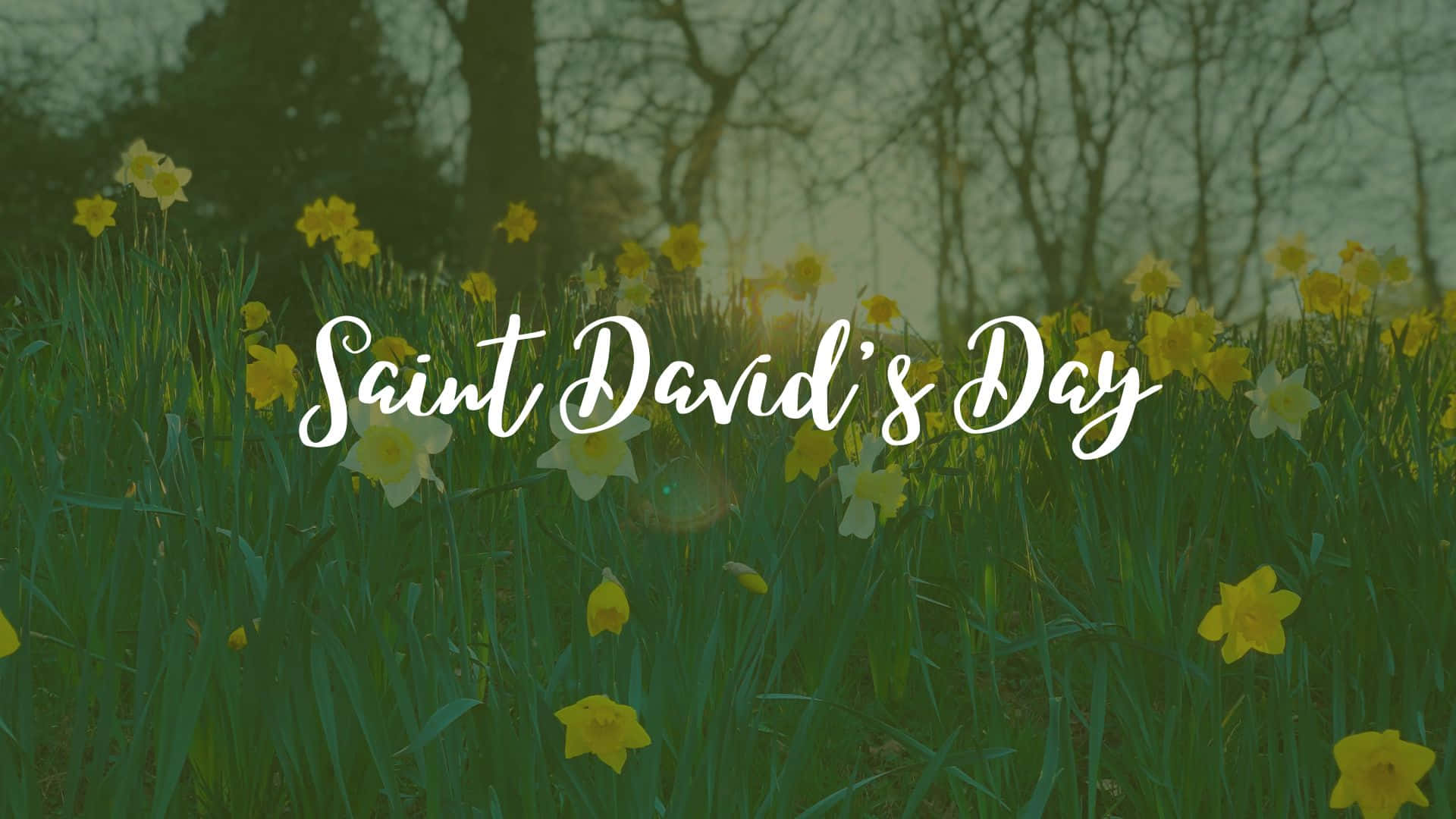 Download St David's Day Wallpaper | Wallpapers.com
