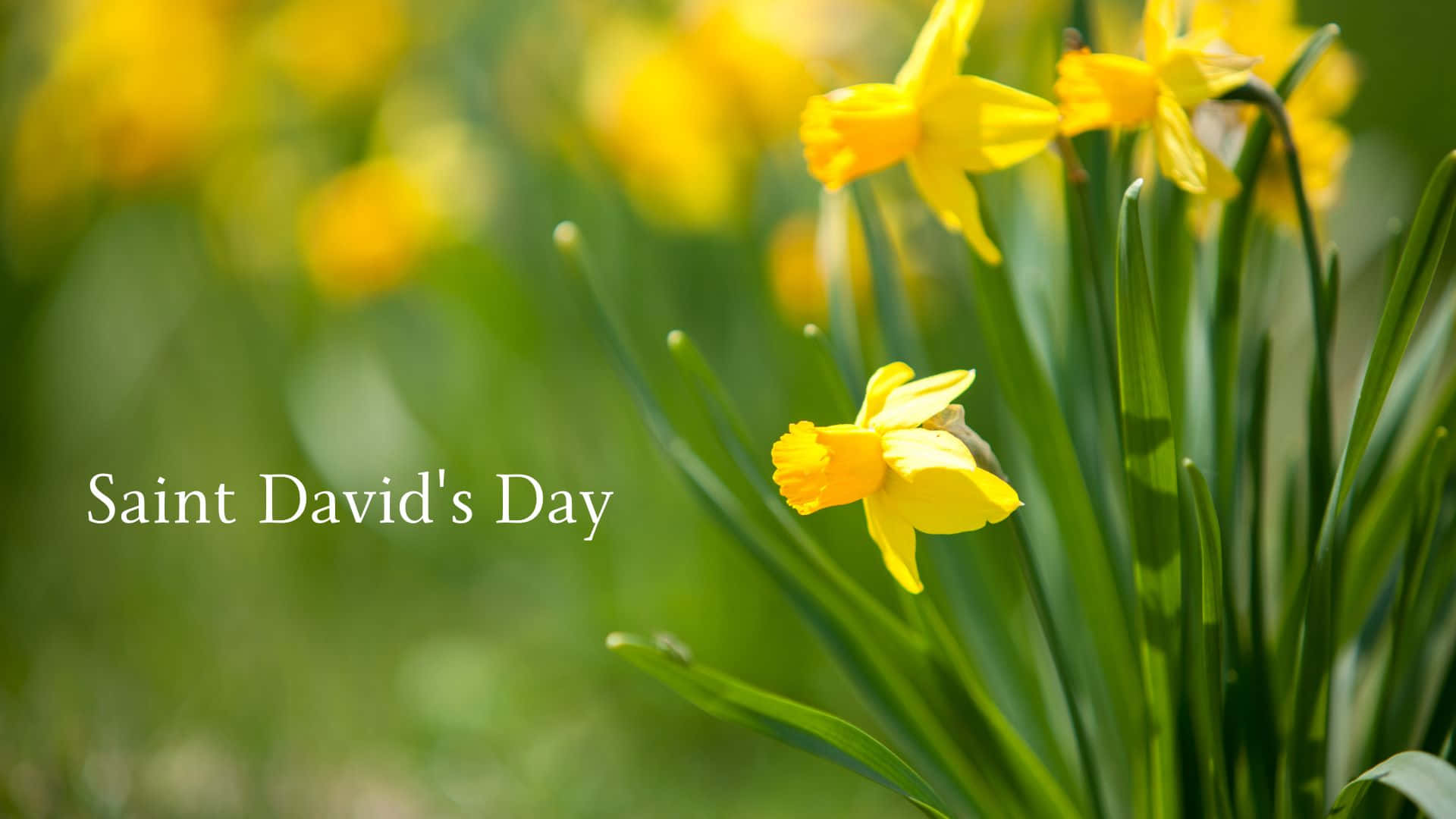Download St David's Day Wallpaper | Wallpapers.com