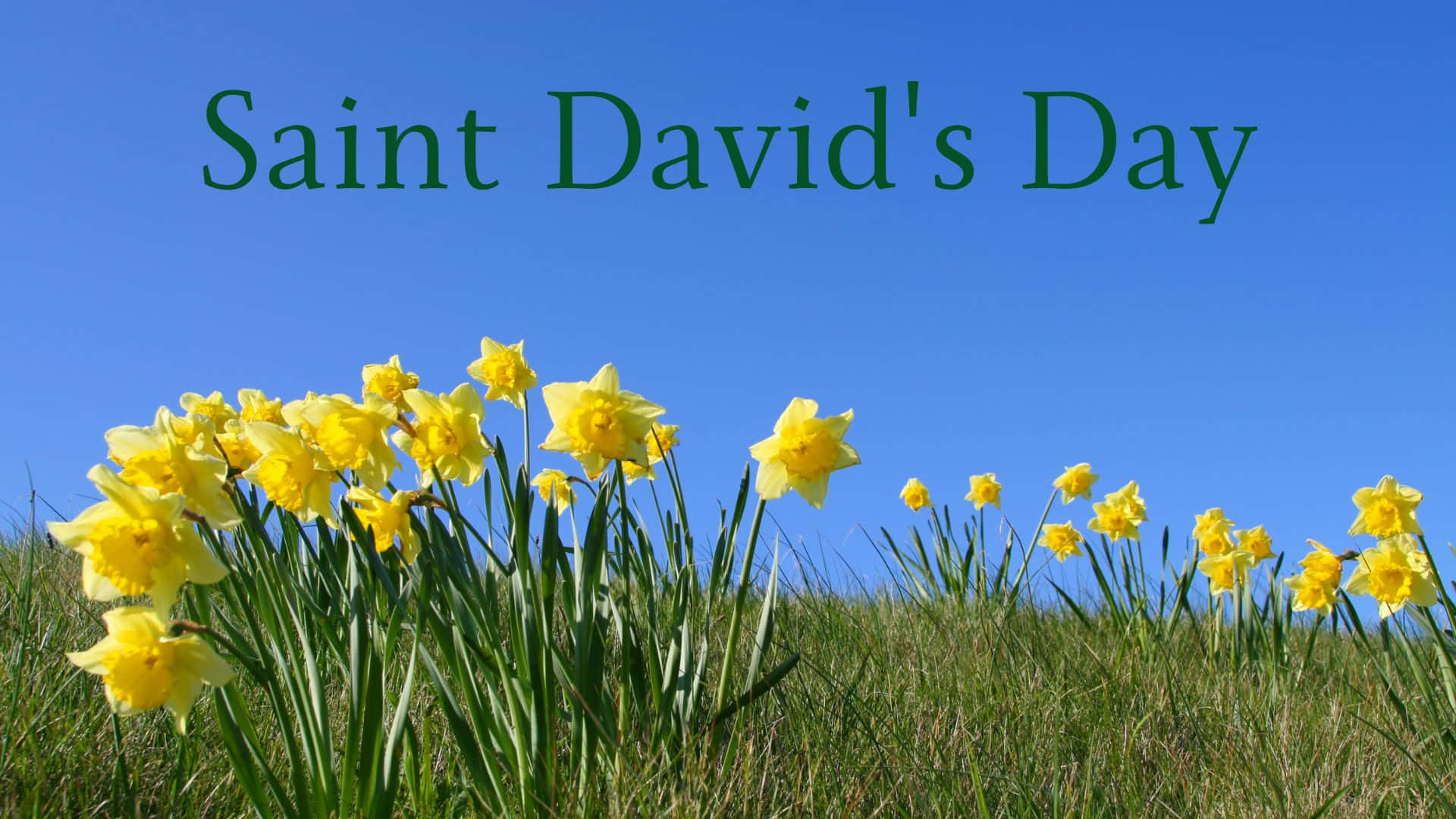 Download St David's Day Wallpaper | Wallpapers.com