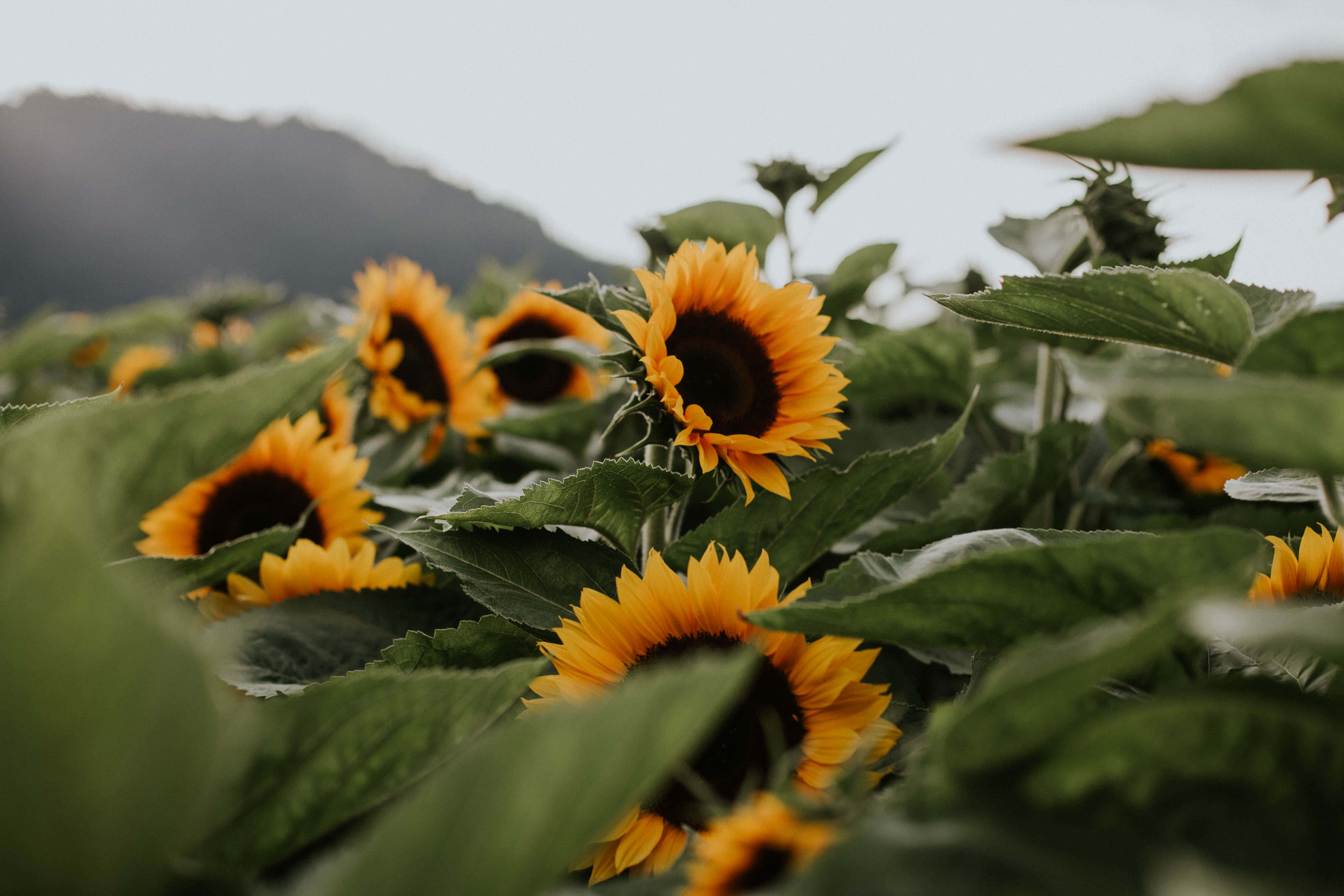 Download Sunflower Background | Wallpapers.com