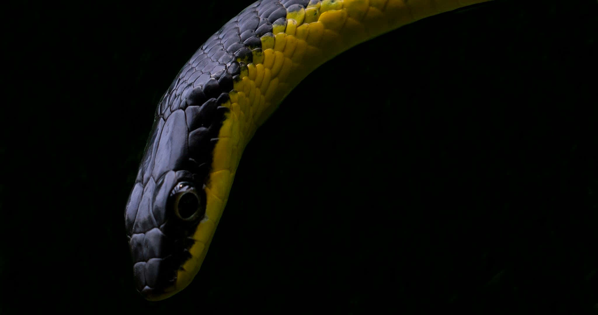 Download A vibrant Yellow Snake gracefully coils Wallpaper | Wallpapers.com