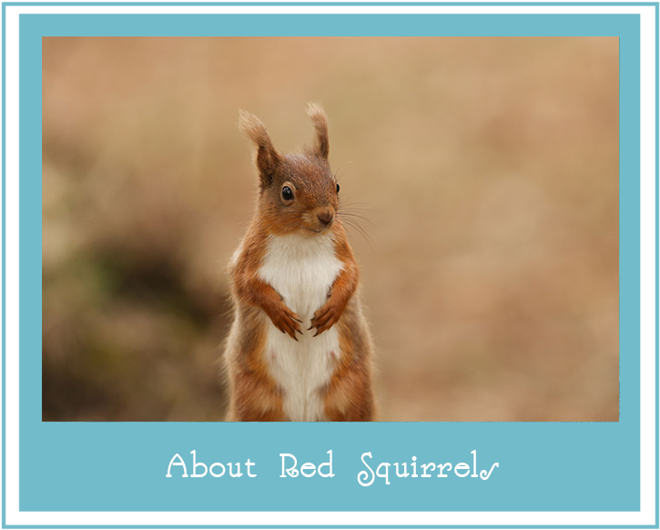 Download Alert Red Squirrel Standing | Wallpapers.com