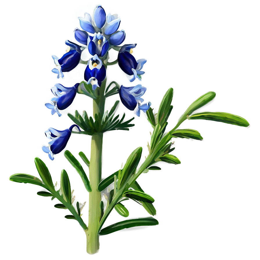 Download Bluebonnet Botanical Art Png Jvh | Wallpapers.com