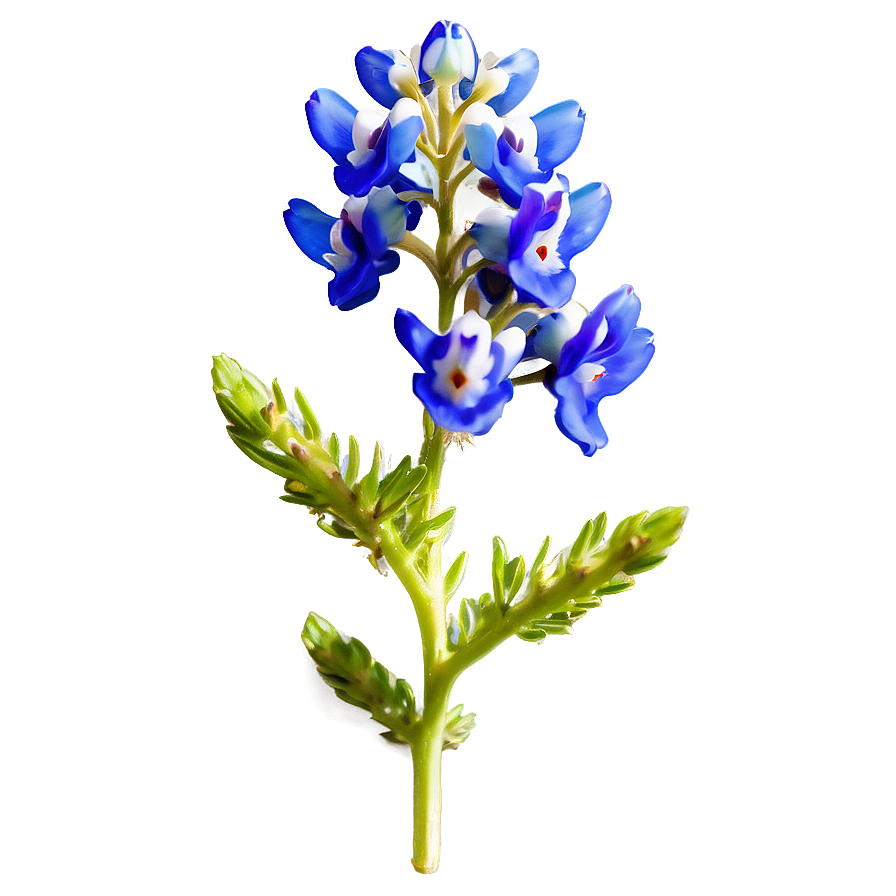 Download Bluebonnet With Blue Sky Png 06272024 | Wallpapers.com