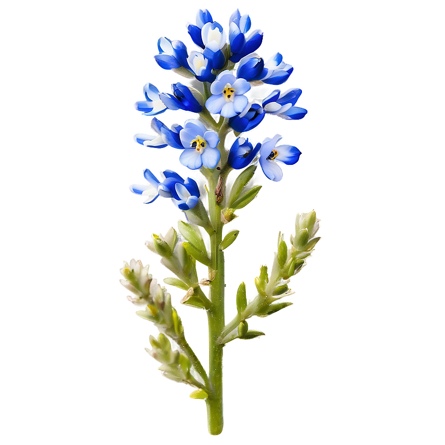 Download Bluebonnet With Blue Sky Png Uff | Wallpapers.com