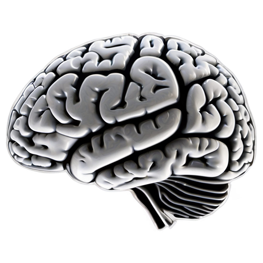 Download Brain Shape Outline Png 98 | Wallpapers.com