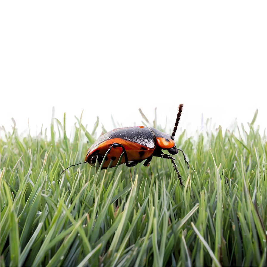 Download Bug In Grass Png 05242024 | Wallpapers.com