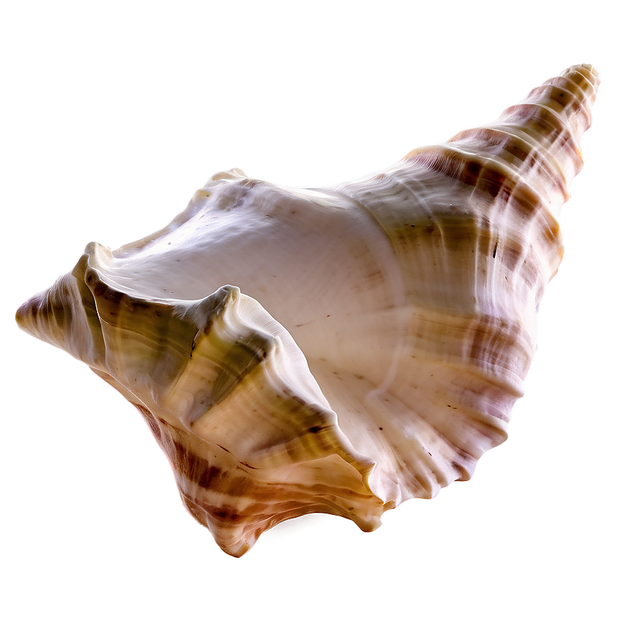 Download Conch Shell C | Wallpapers.com