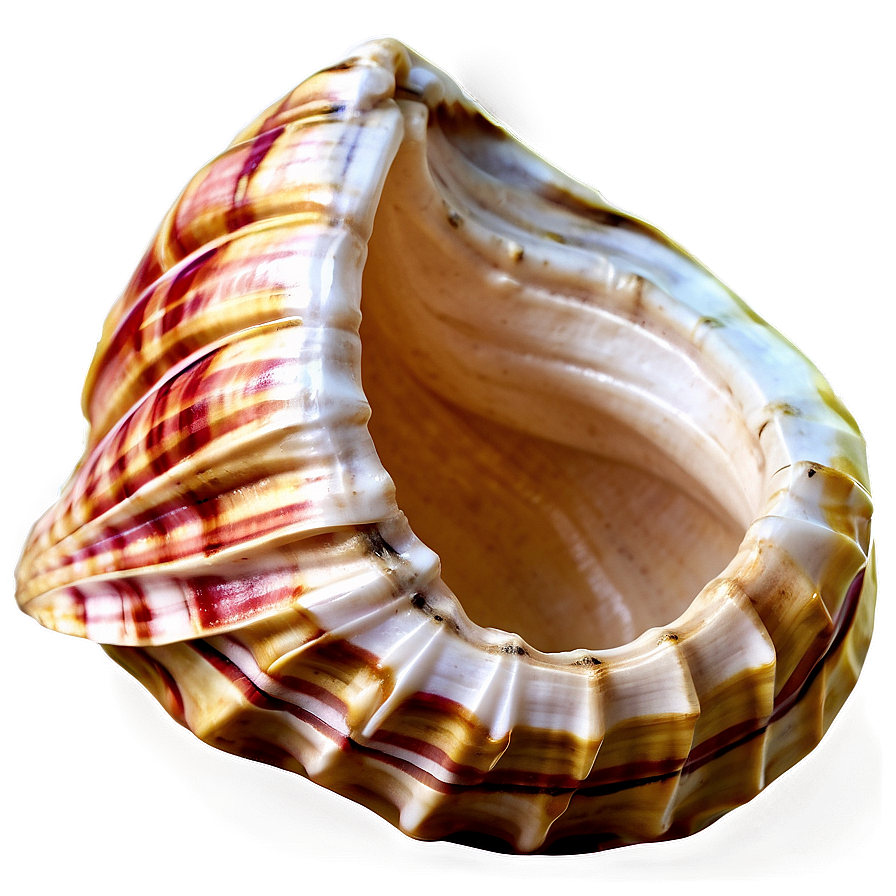 Download Conch Shell D | Wallpapers.com