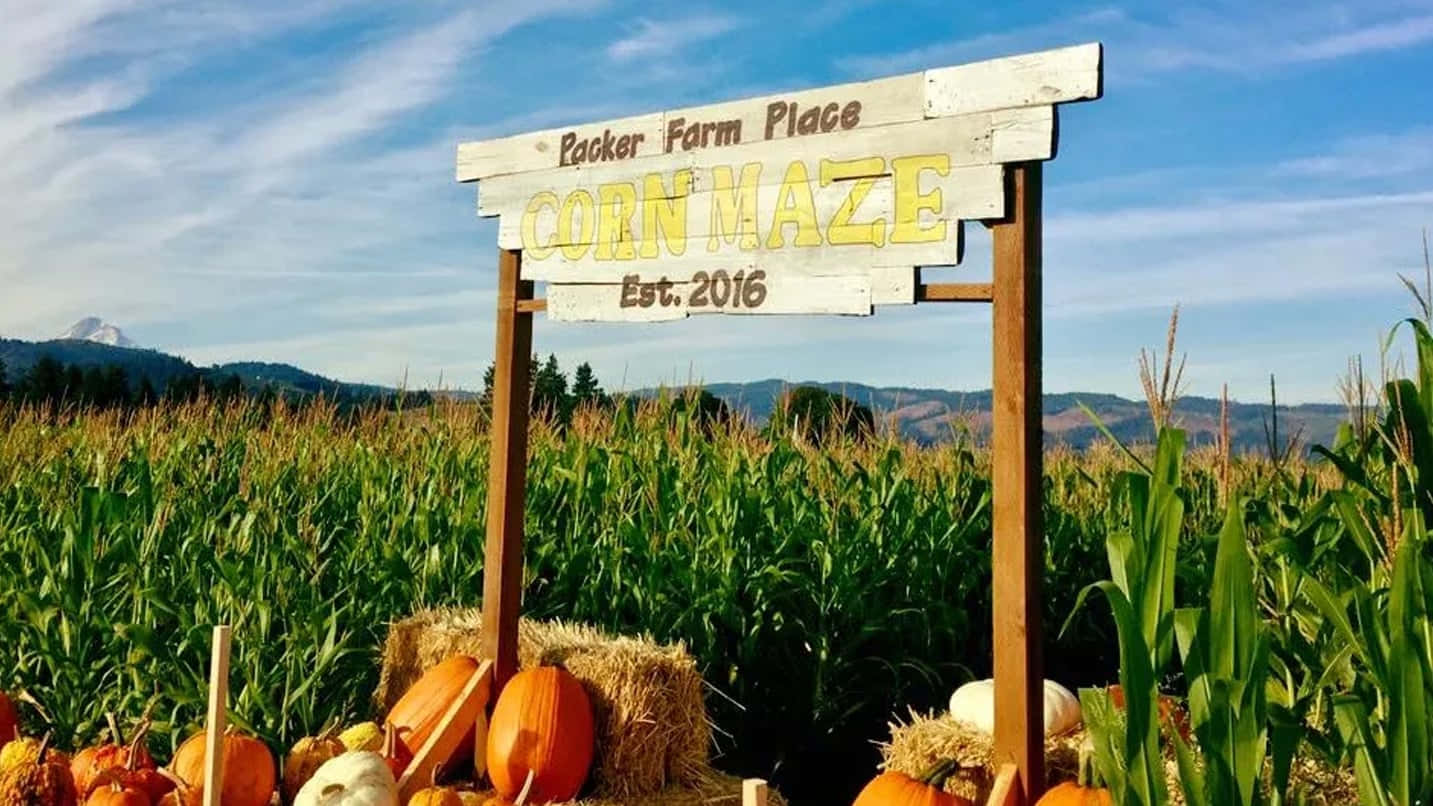 Download Corn Maze Entrance Sign Pumpkins Field Wallpaper | Wallpapers.com