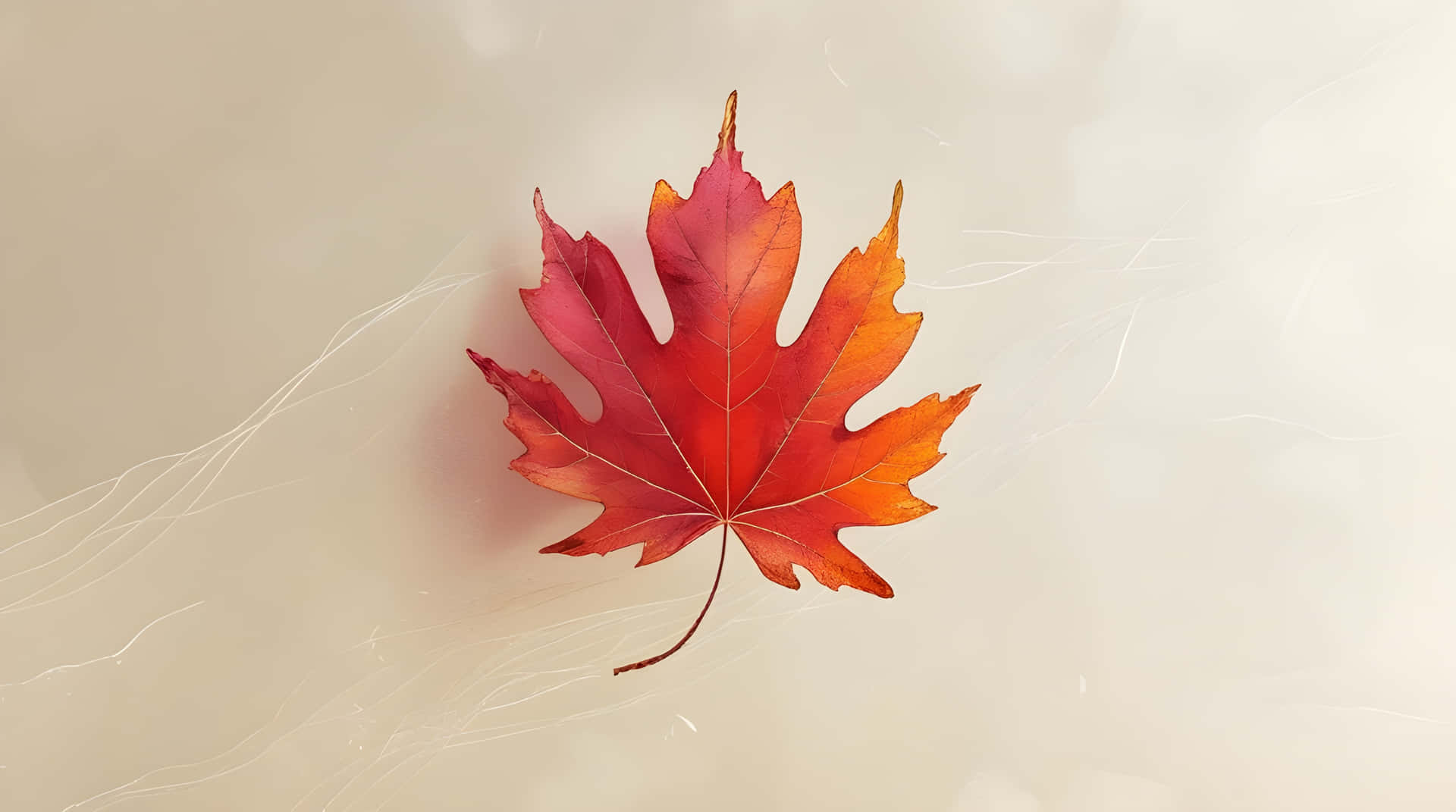 Download Dry Red Fallen Leaves Wallpaper Wallpaper | Wallpapers.com