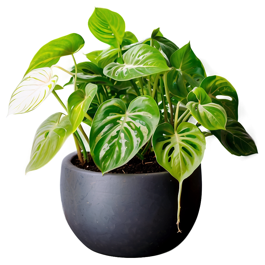 Download Essential Tools For Pothos Plant Care Png 06272024 | Wallpapers.com