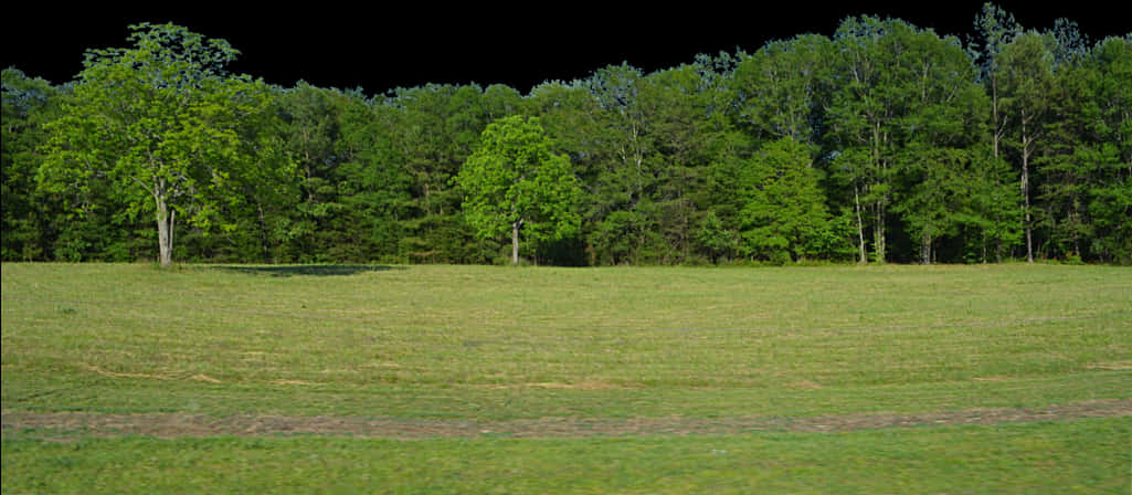 Download Forest Edge Clearing | Wallpapers.com