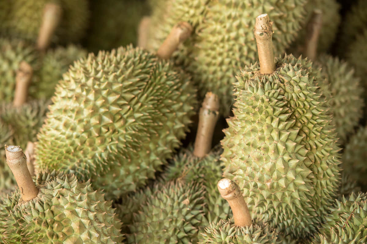 [100+] Durian Wallpapers | Wallpapers.com