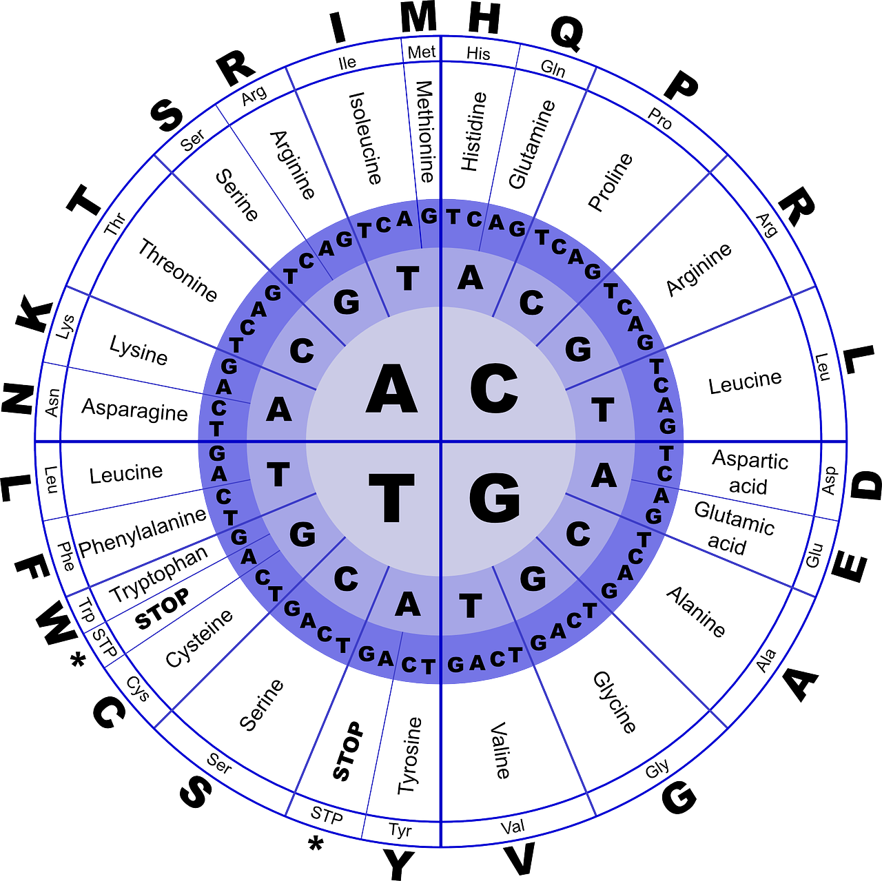 Download Genetic Code Chart Circular Representation | Wallpapers.com