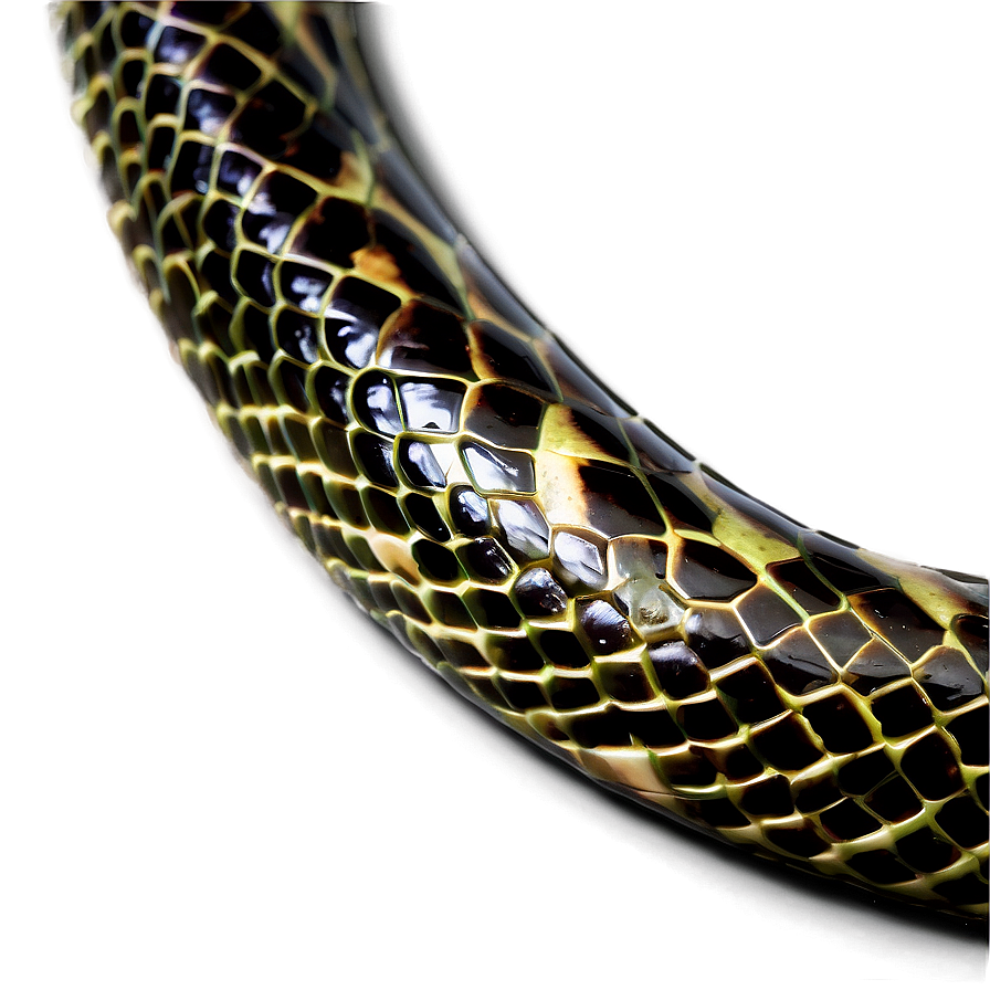 Download Glossy Snake Skin Png 06272024 | Wallpapers.com