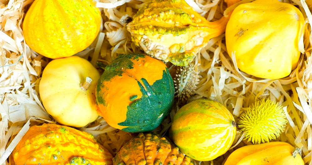 Ladda ner Squash Wallpaper Helt Gratis, [100+] Squash Wallpaper helt ...