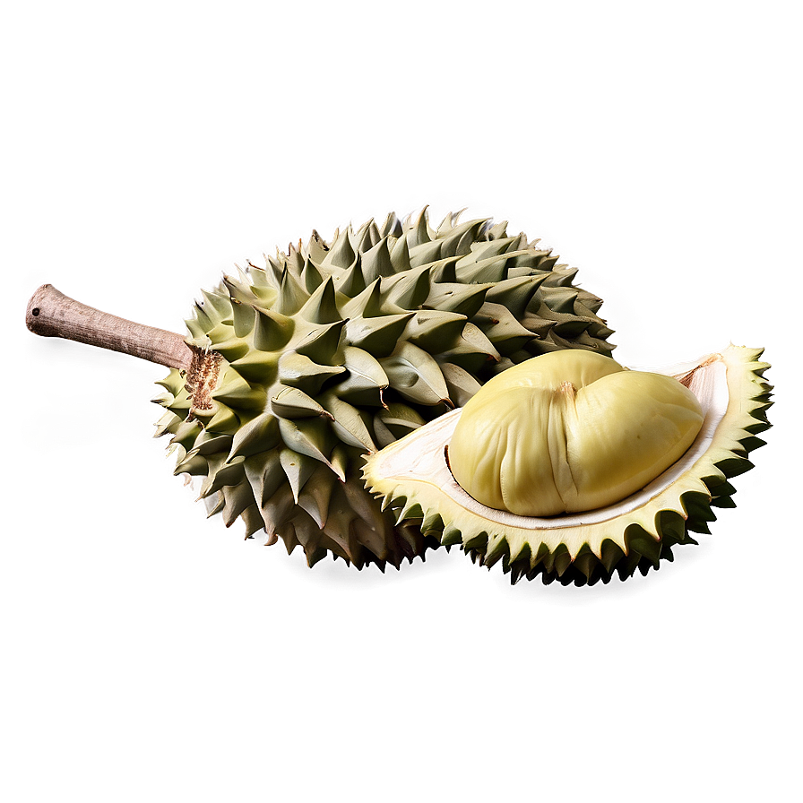 Download Hearty Durian Png 49 | Wallpapers.com