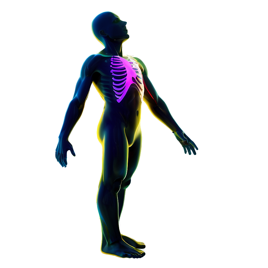 Download Human Body Silhouette Png Oxr | Wallpapers.com