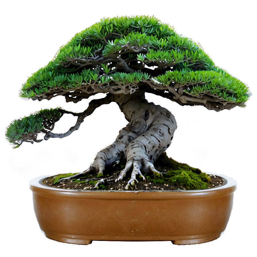 Download Indoor Bonsai Trees Png 22 | Wallpapers.com