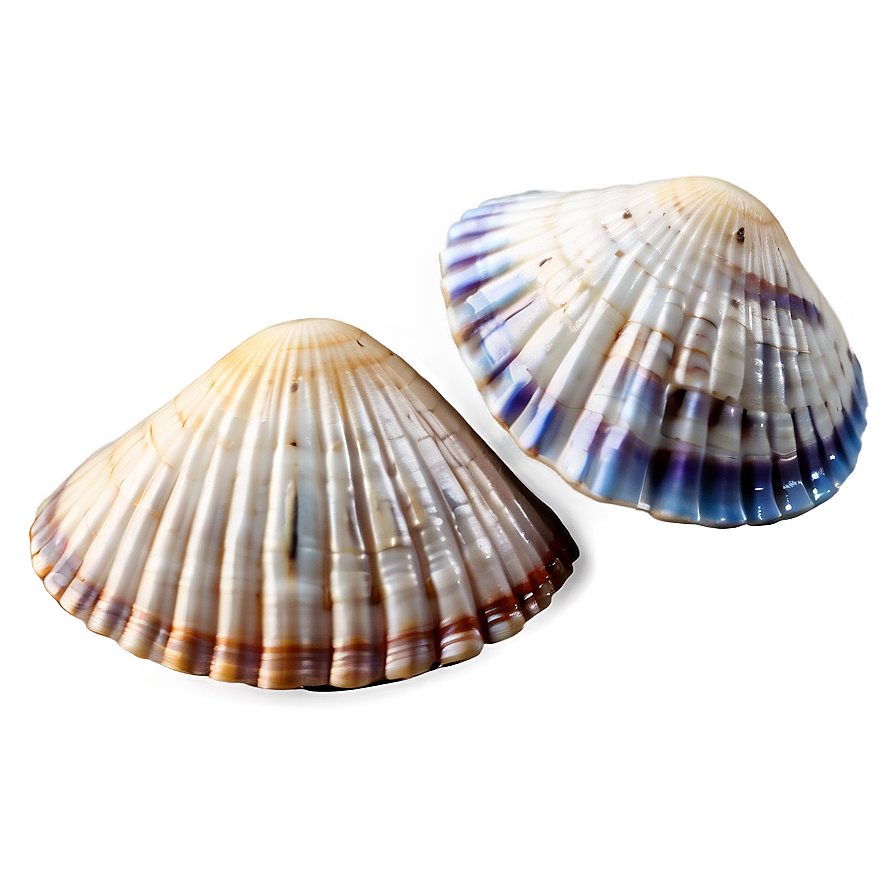 Download Nautical Seashells Png Ifb | Wallpapers.com