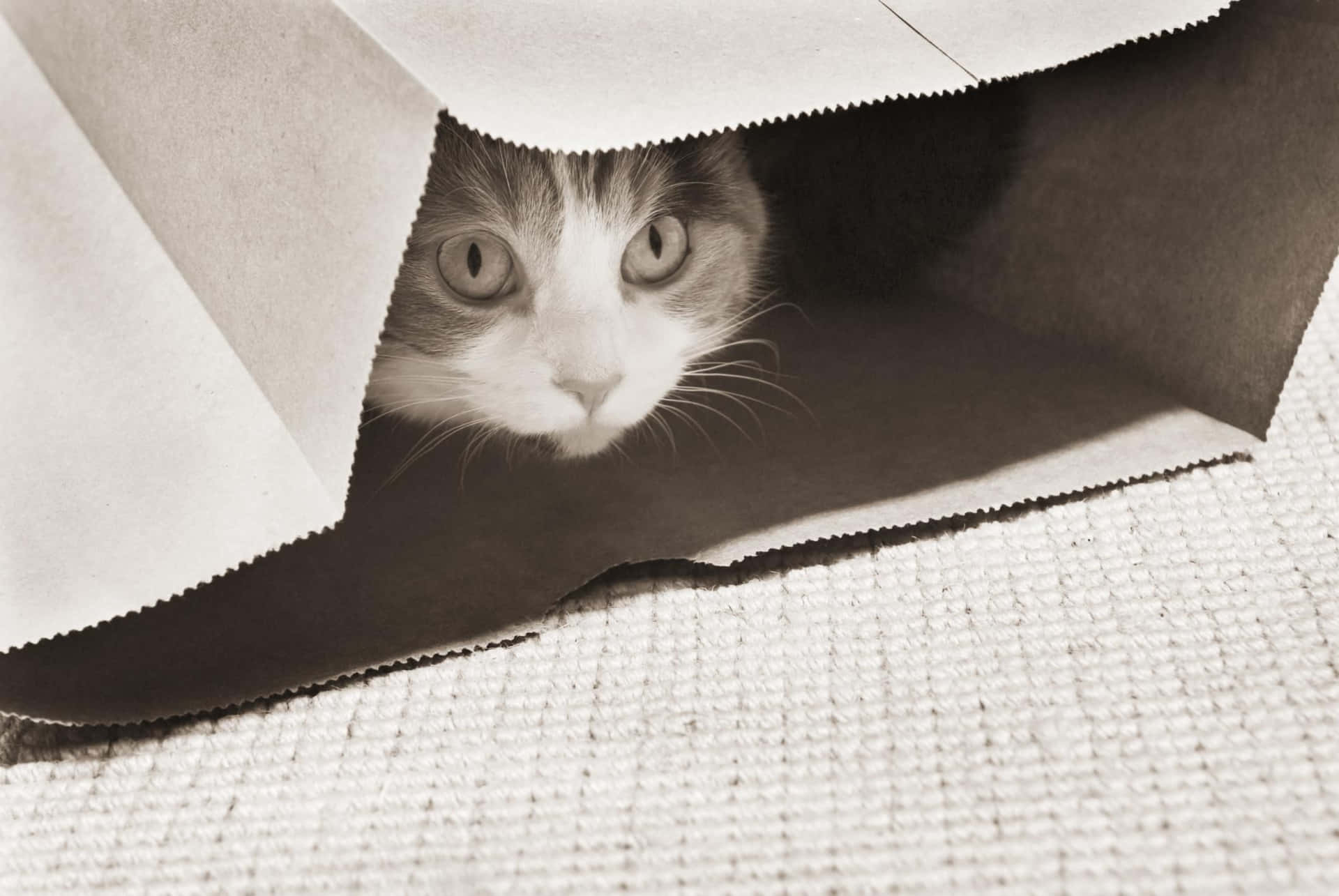 Download Nervous Cat Peeking From Paper Bag Wallpaper | Wallpapers.com