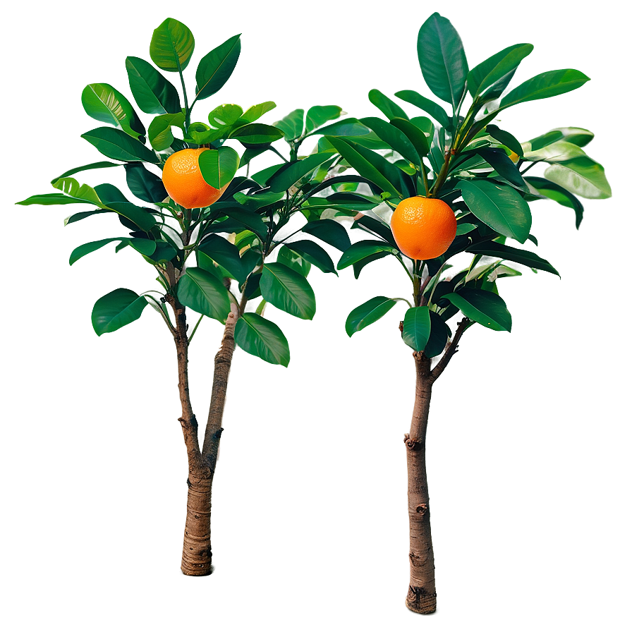 Download Orange Tree Leaves Png 06132024 | Wallpapers.com