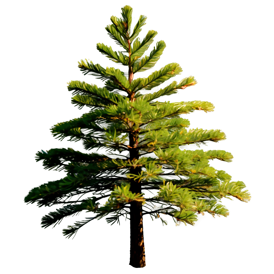 Download Pine Tree Silhouette In Wilderness Png Qed | Wallpapers.com