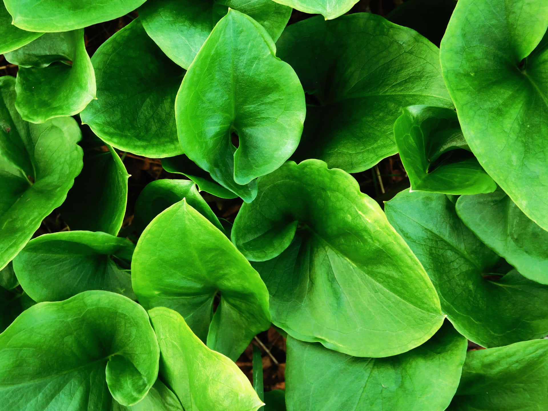 Download Plant Wallpaper | Wallpapers.com