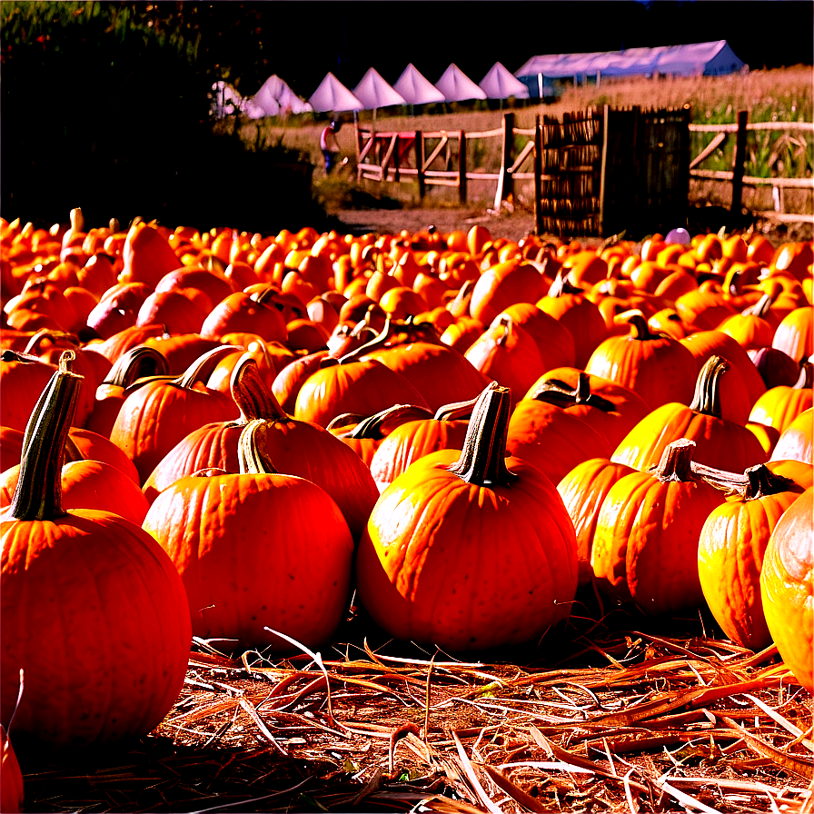Download Pumpkin Patch Picking Experience Png Hqt | Wallpapers.com