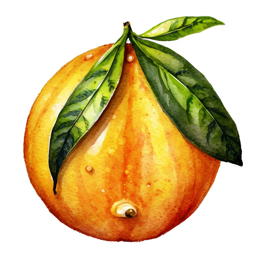 Download Watercolor Citrus Fruits Png 06242024 | Wallpapers.com