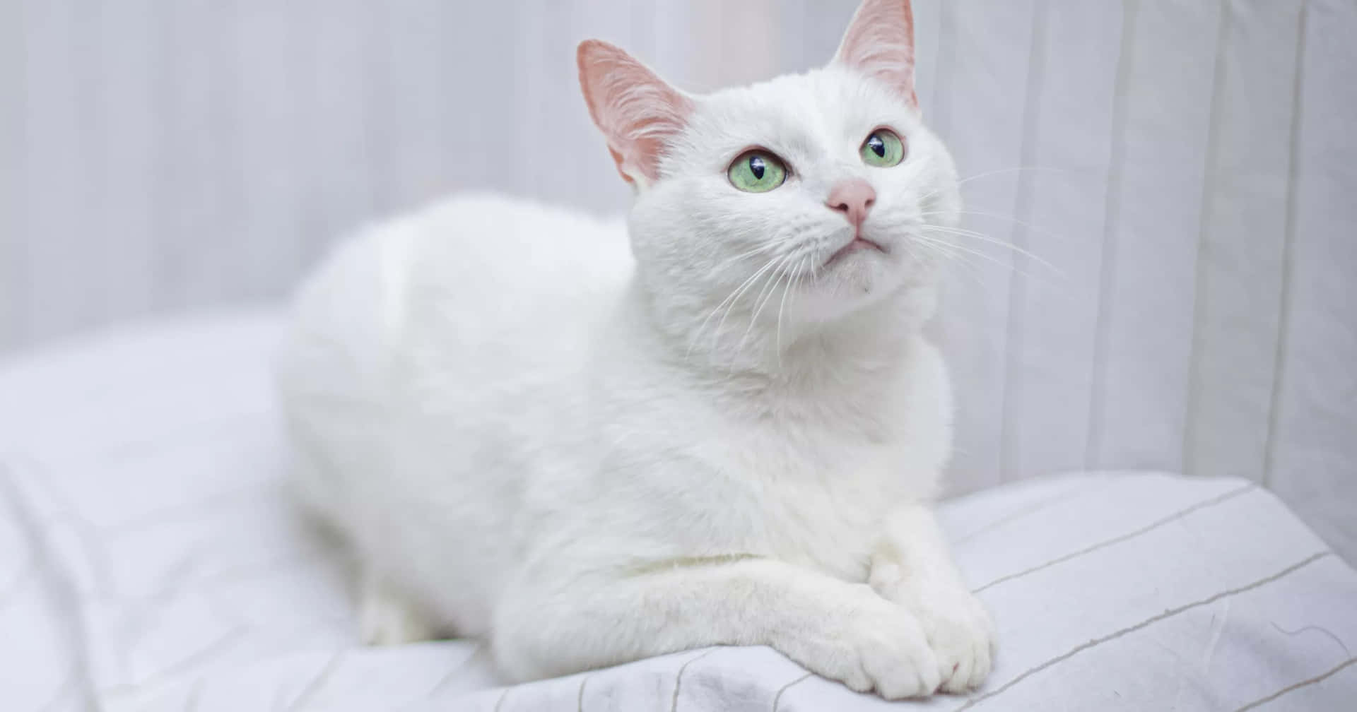 Download White Cat Green Eyes Wallpaper | Wallpapers.com